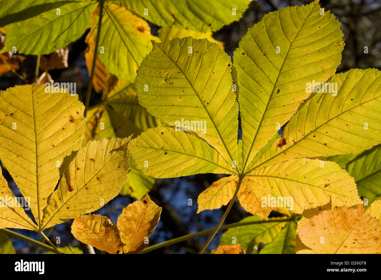 Autumn leaves light in sunlight Stock Photo - Alamy