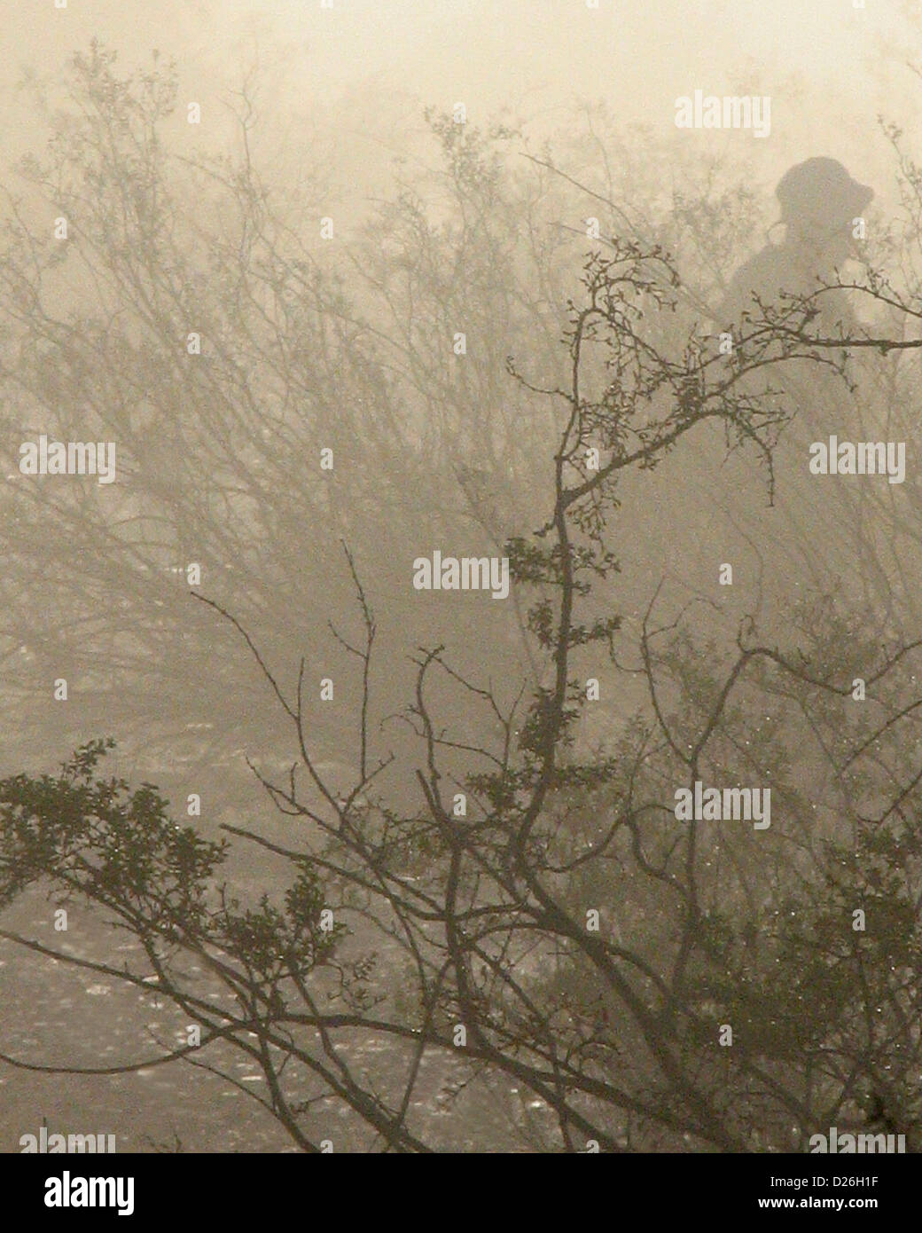 Creosote brush hi-res stock photography and images - Alamy