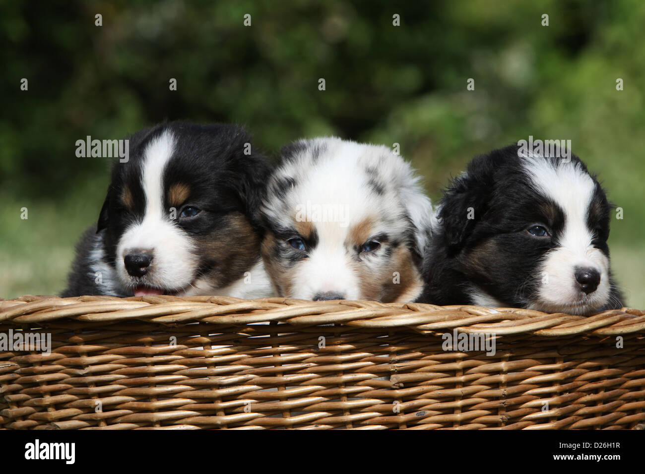 Dog Australian shepherd / Aussie two puppies different colors (tricolor ...