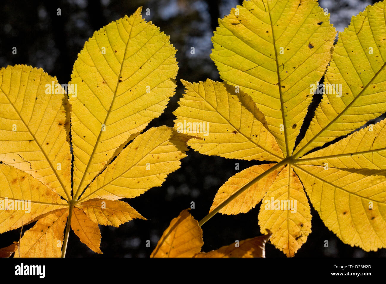 Autumn leaves light in sunlight Stock Photo - Alamy