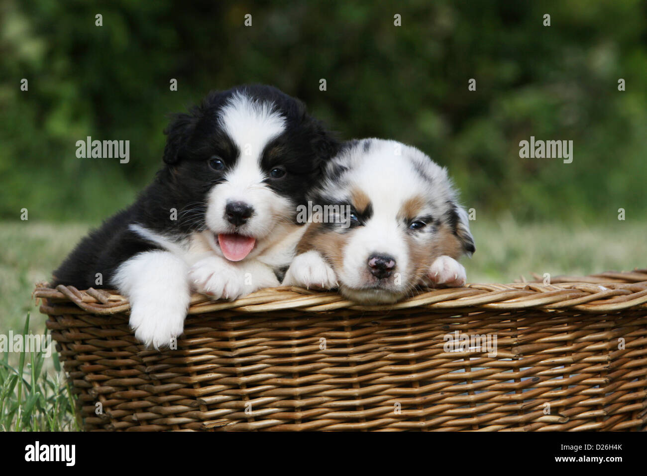 Dog Australian shepherd / Aussie two puppies different colors (tricolor ...