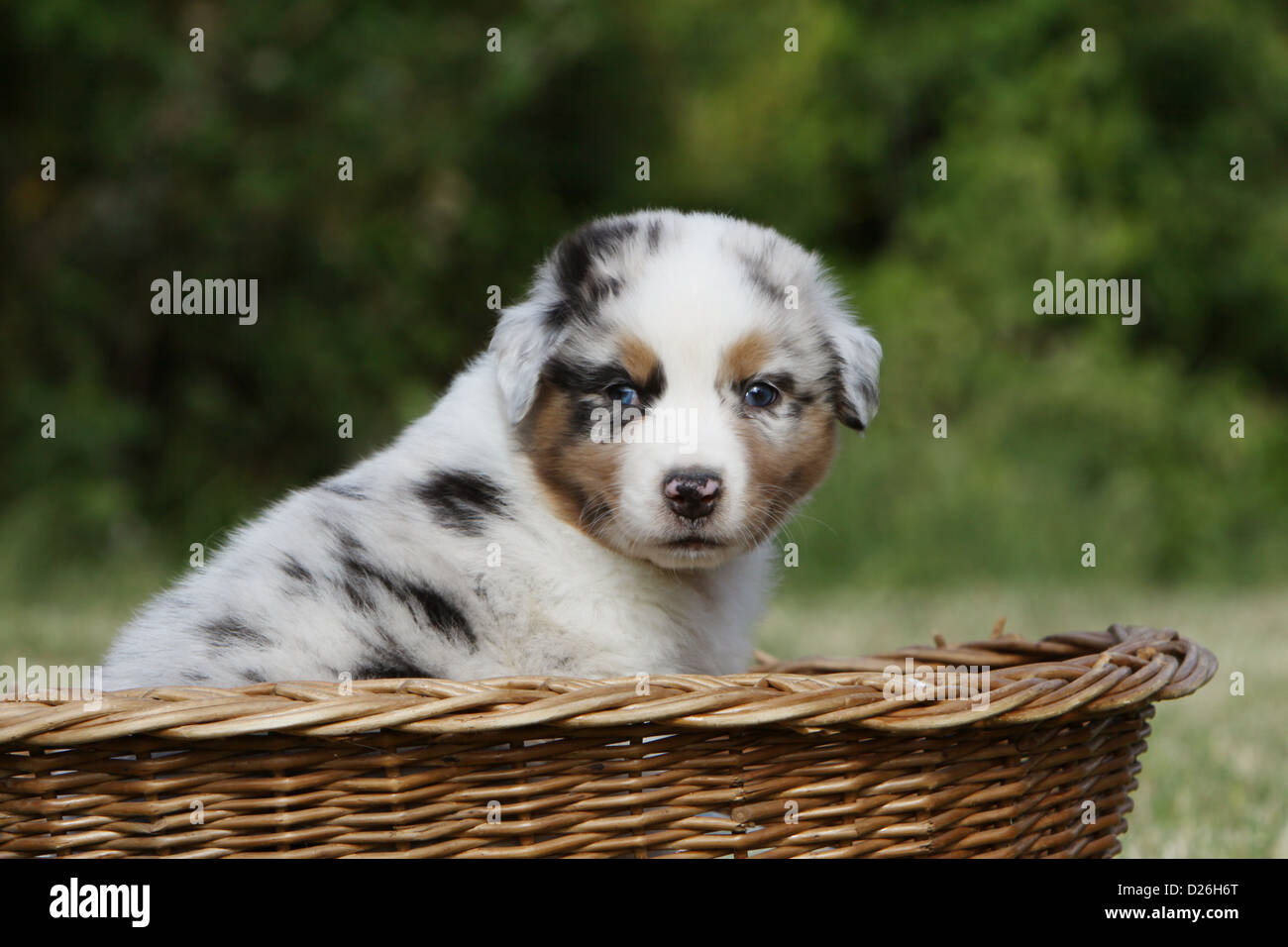 Blue Merle Aussie Puppies