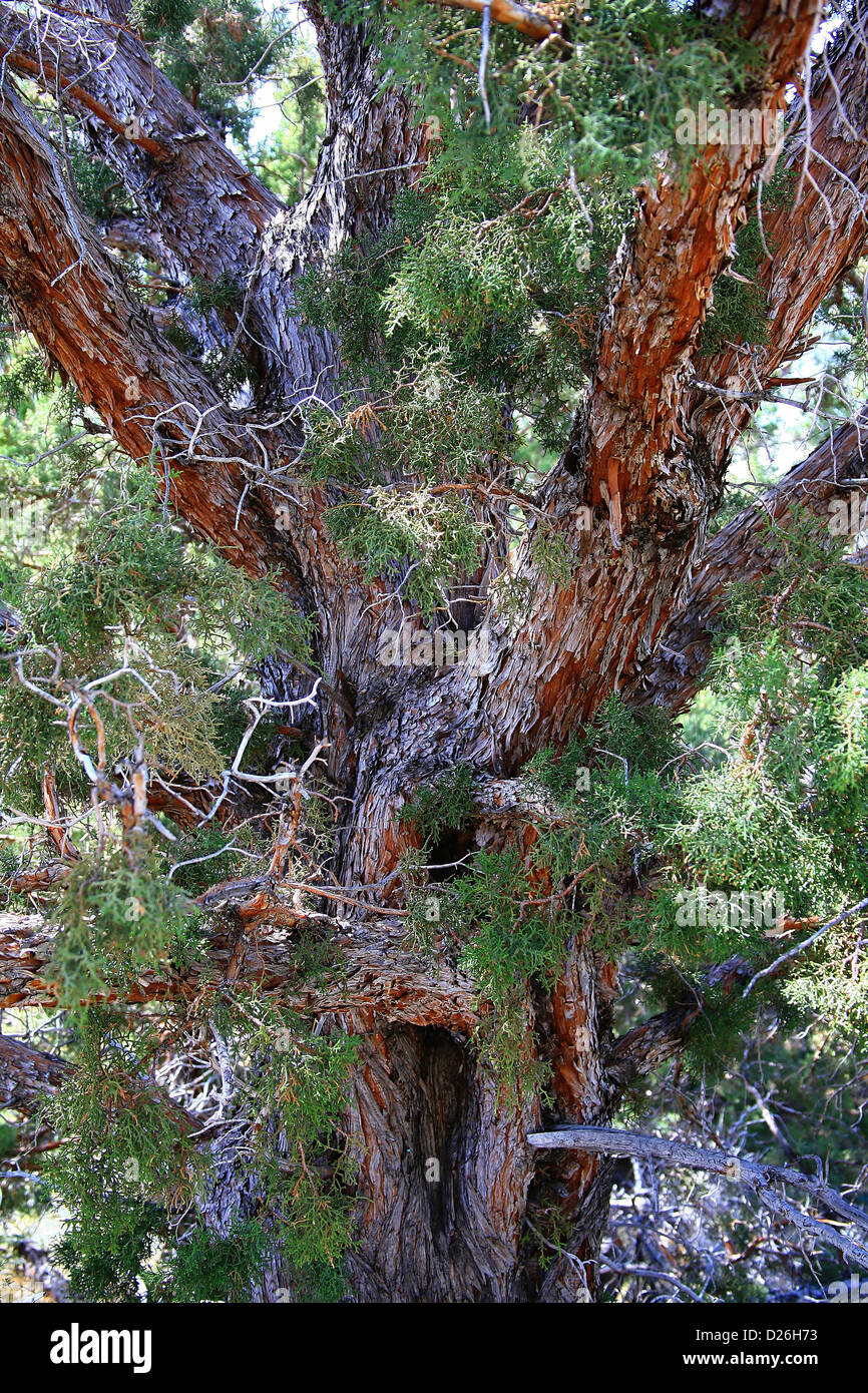 Cedar tree old growth hi-res stock photography and images - Alamy