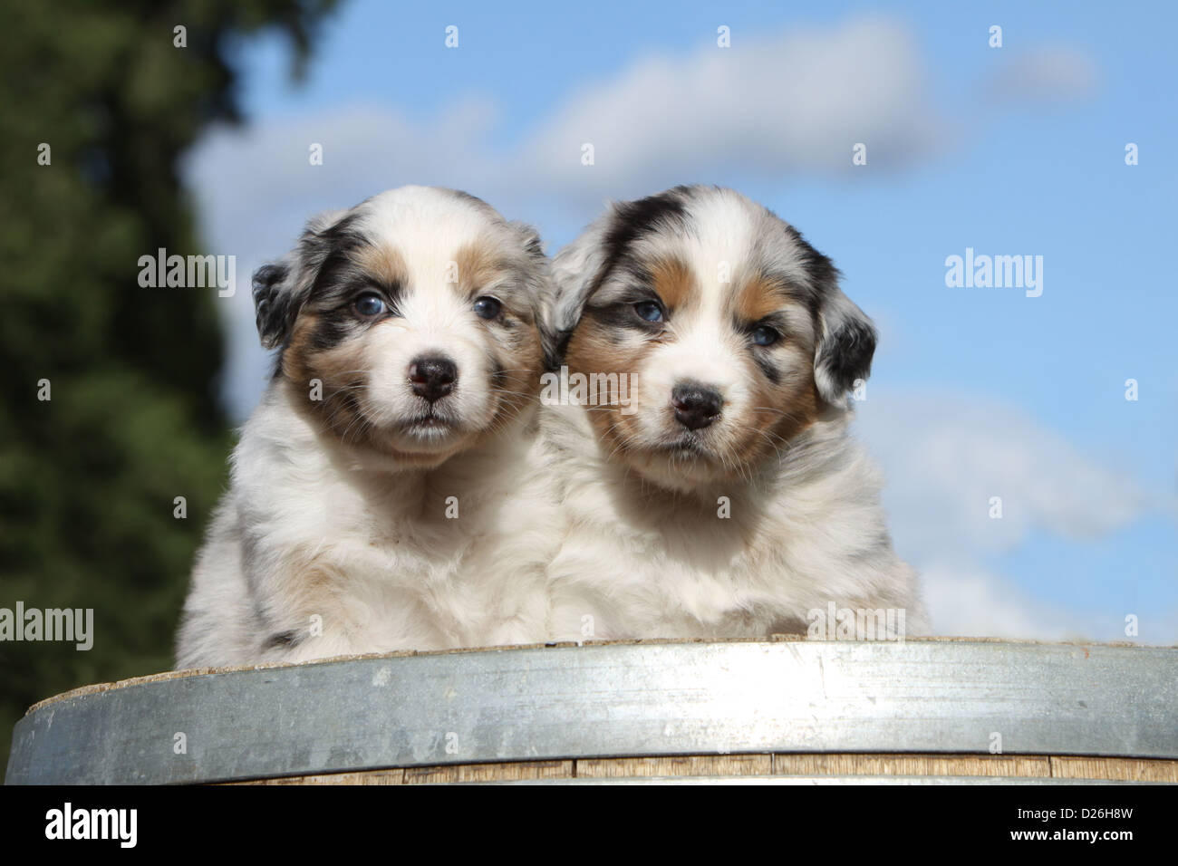 Dog Australian shepherd / Aussie two puppies (blue Merle) lying down ...