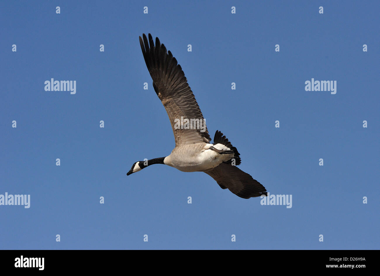 Canada goose flying south hi-res stock photography and images - Alamy