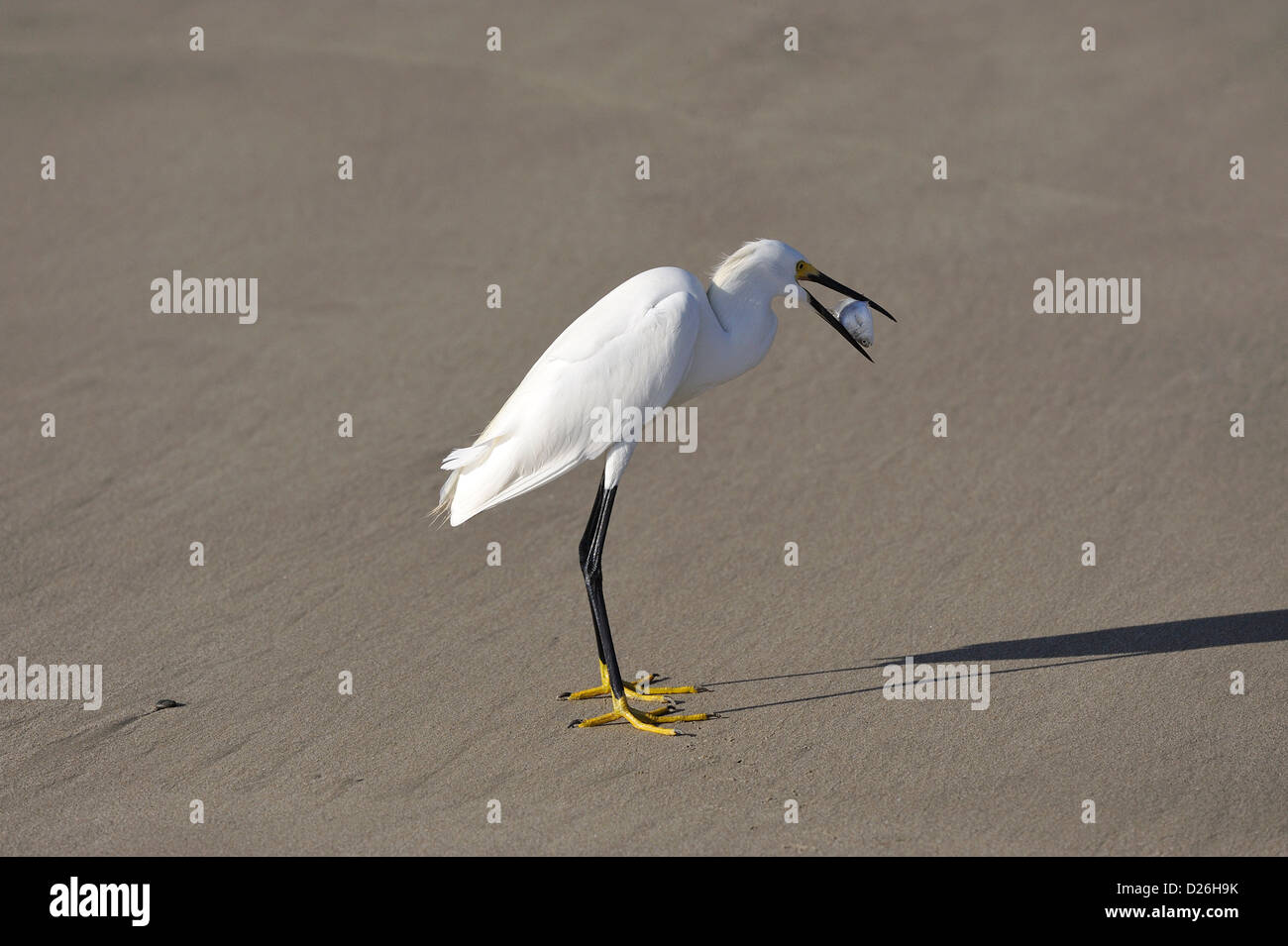 Gotcha hi-res stock photography and images - Alamy