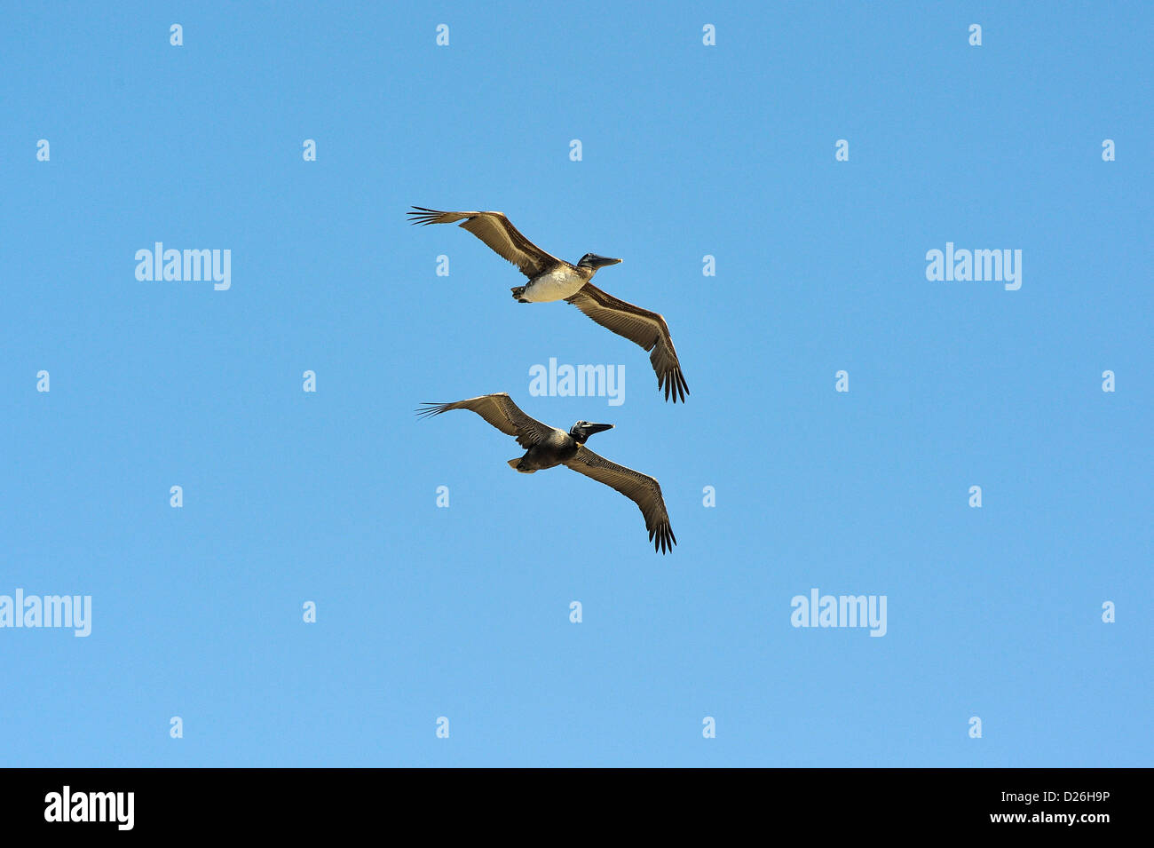 Flying multiple hi-res stock photography and images - Alamy