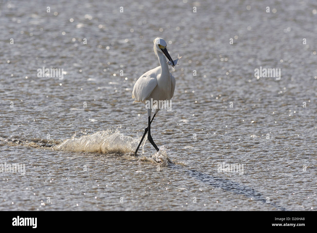 Gotcha hi-res stock photography and images - Alamy