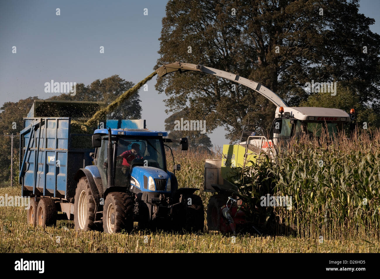 Corn crop harvest in rural countryside Stock Photo - Alamy