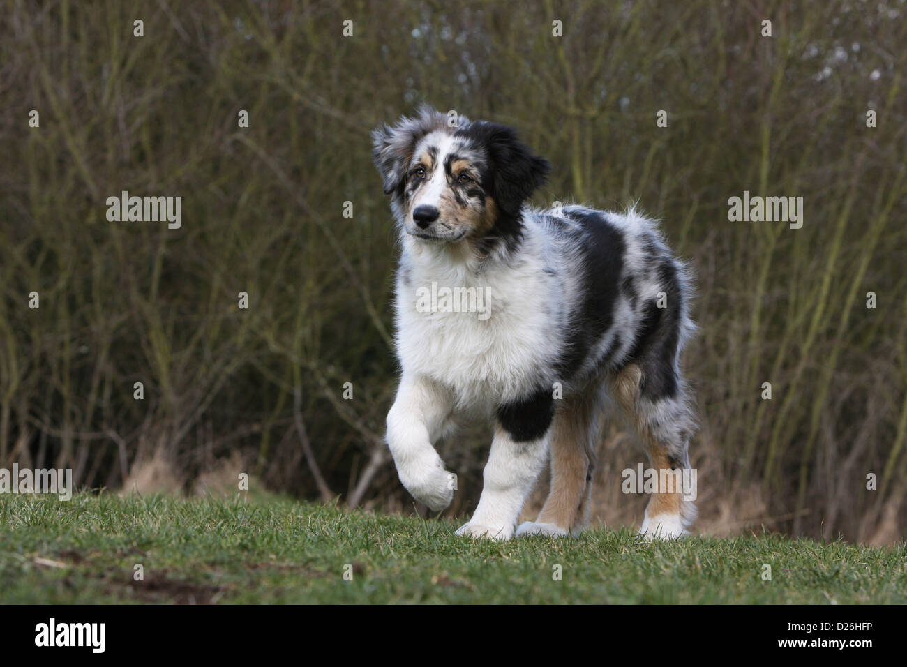 Dog Australian shepherd / Aussie puppy (blue Merle) standing paw raised ...