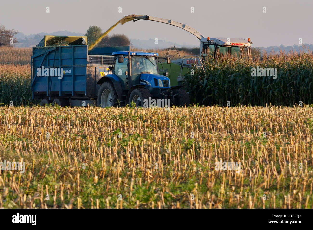 Corn crop harvest in rural countryside Stock Photo - Alamy