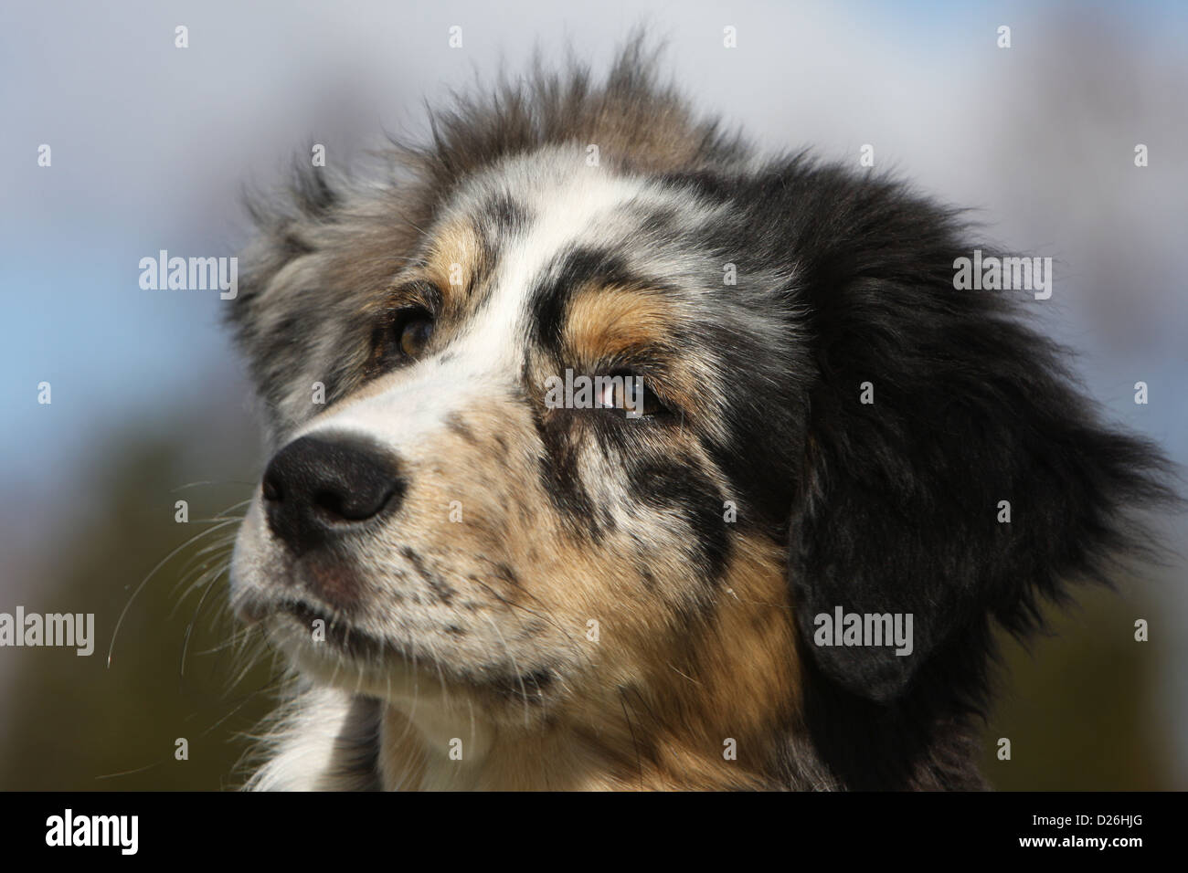 Dog Australian shepherd / Aussie puppy (blue Merle) portrait Stock ...