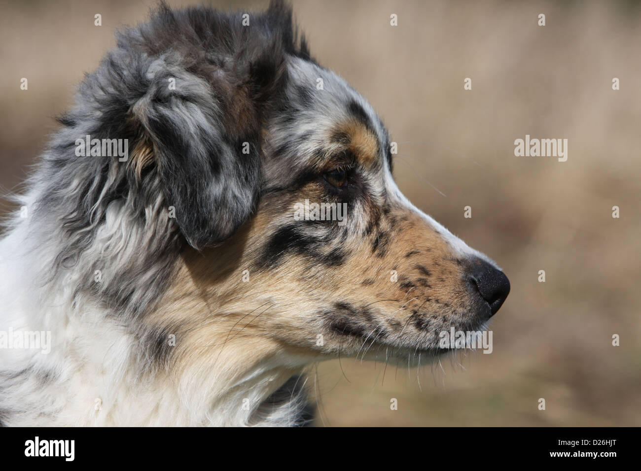 Dog Australian shepherd / Aussie puppy (blue Merle) portrait profile ...