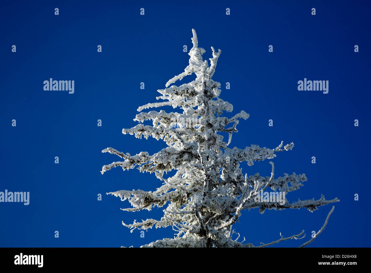 WASHINGTON - Snow plastered tree in the forests on Amabilis Mountain ...