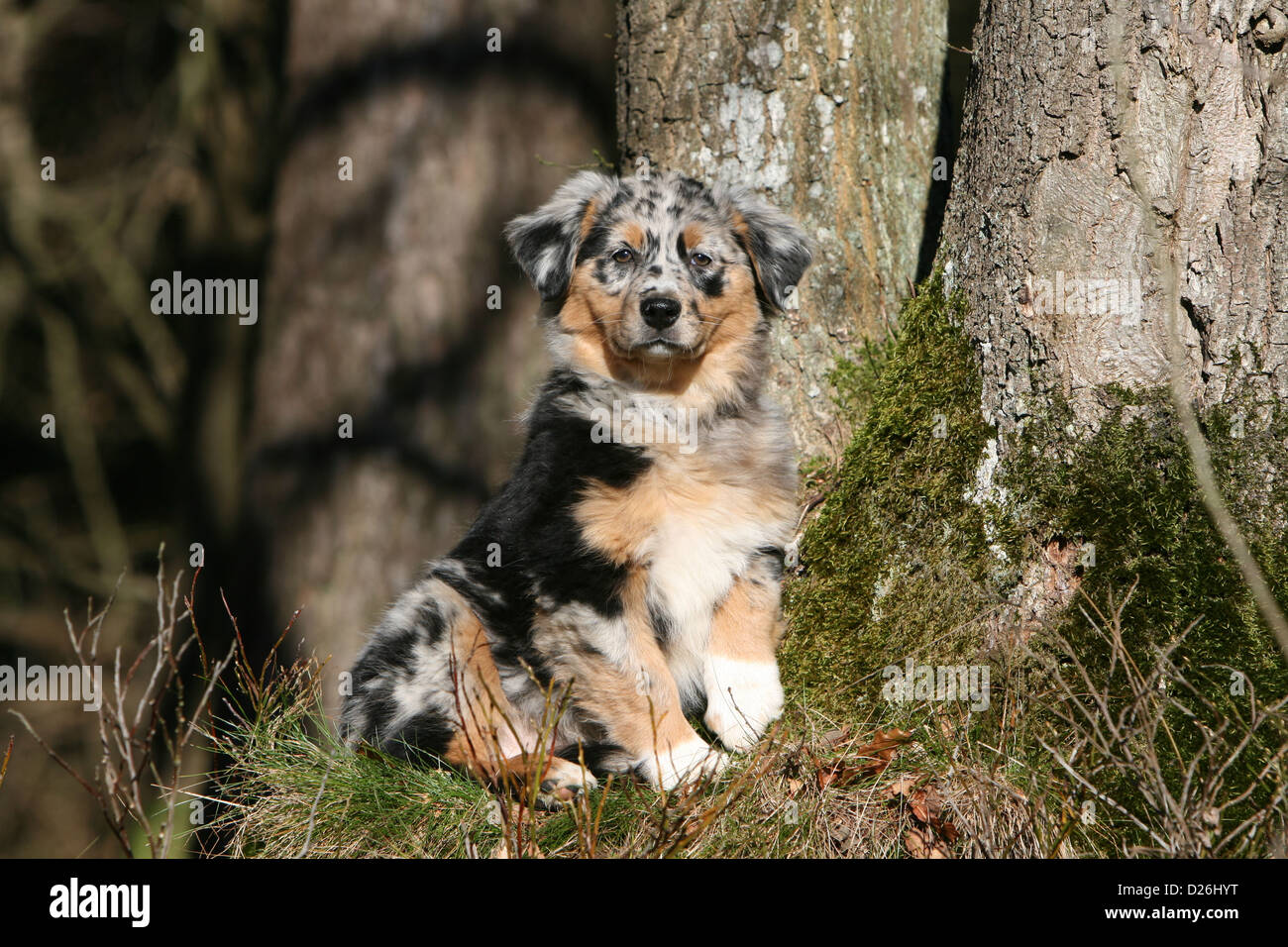 Aussie Puppies Blue Merle