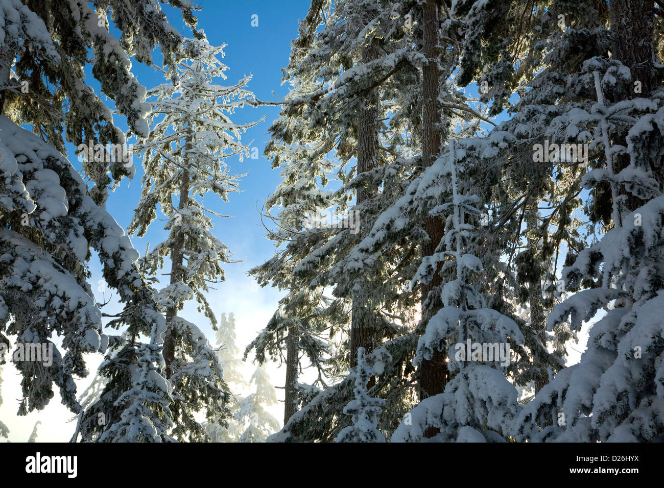 Fog covered forest mountain hi-res stock photography and images - Alamy