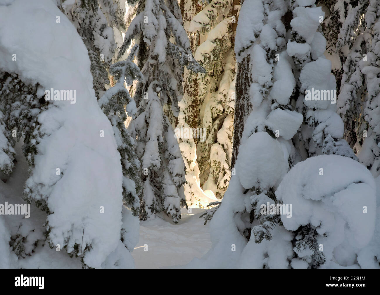 WASHINGTON - Snow plastered trees in the forests on Amabilis Mountain ...