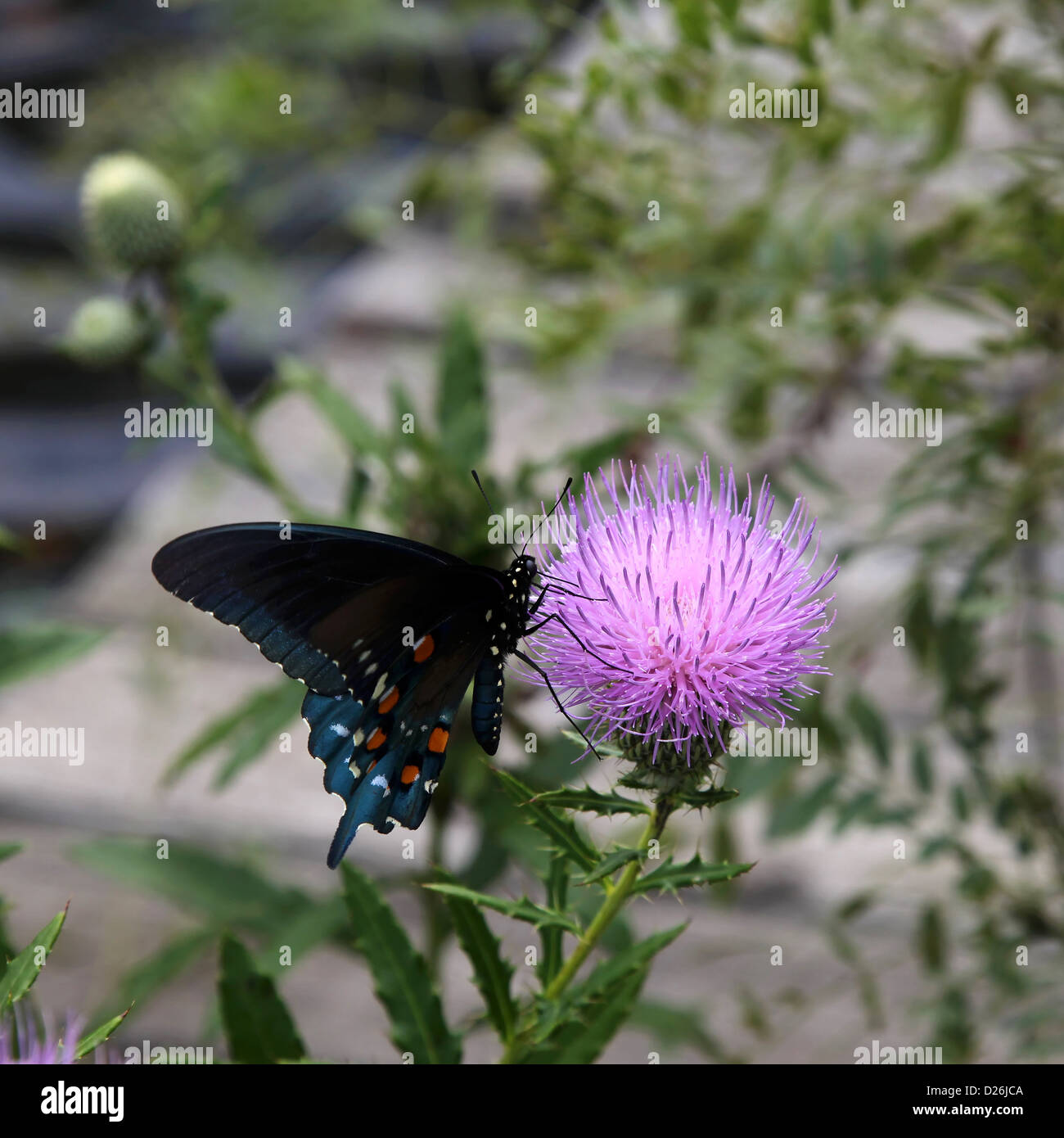 Blue swallowtail butterfly hi-res stock photography and images - Alamy