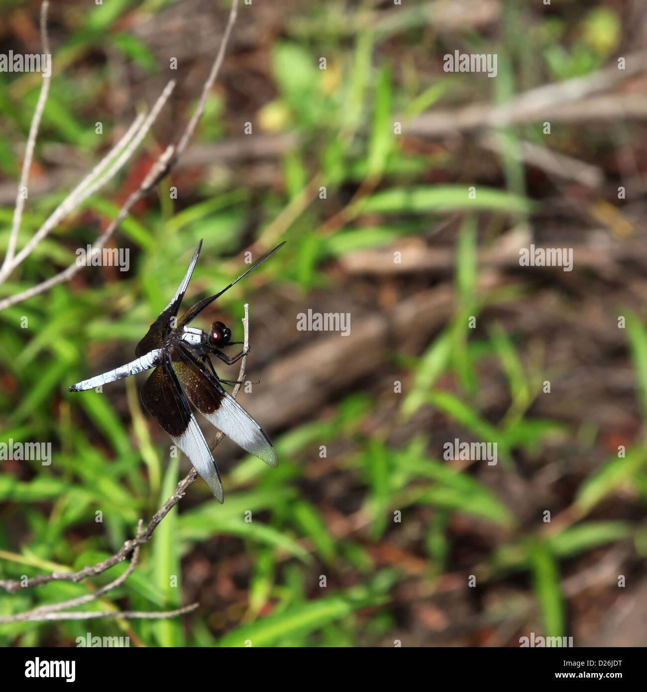 Dragonfly perched on stem Stock Photo - Alamy