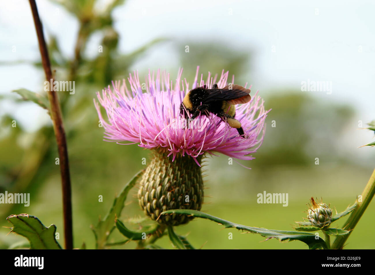 Bumblebee with pollen hi-res stock photography and images - Alamy