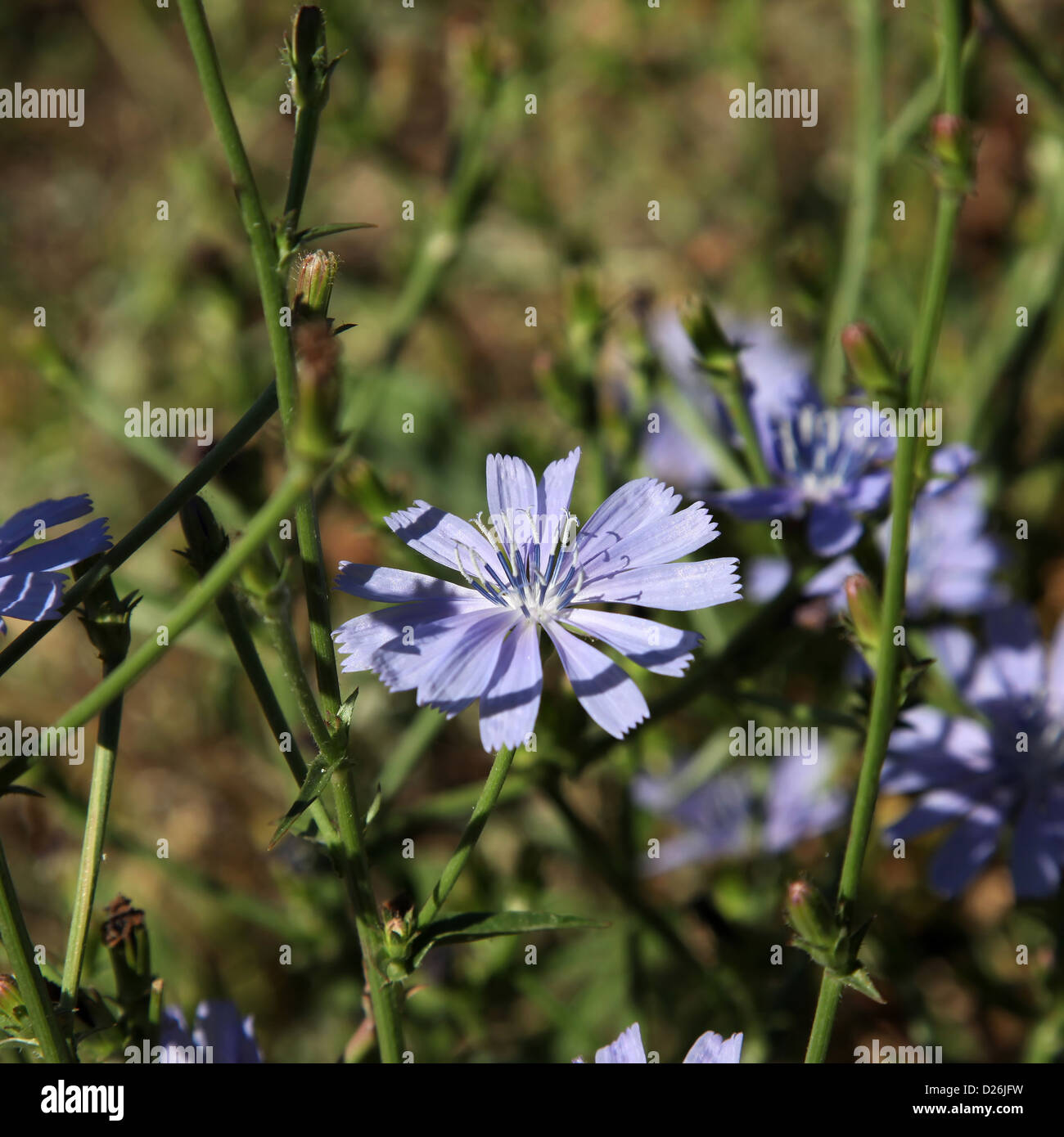 Blue chicory wild flower Stock Photo - Alamy