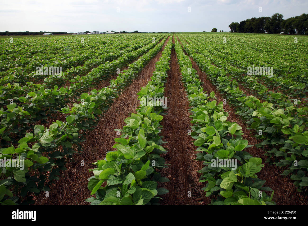 Soybean field hi-res stock photography and images - Alamy