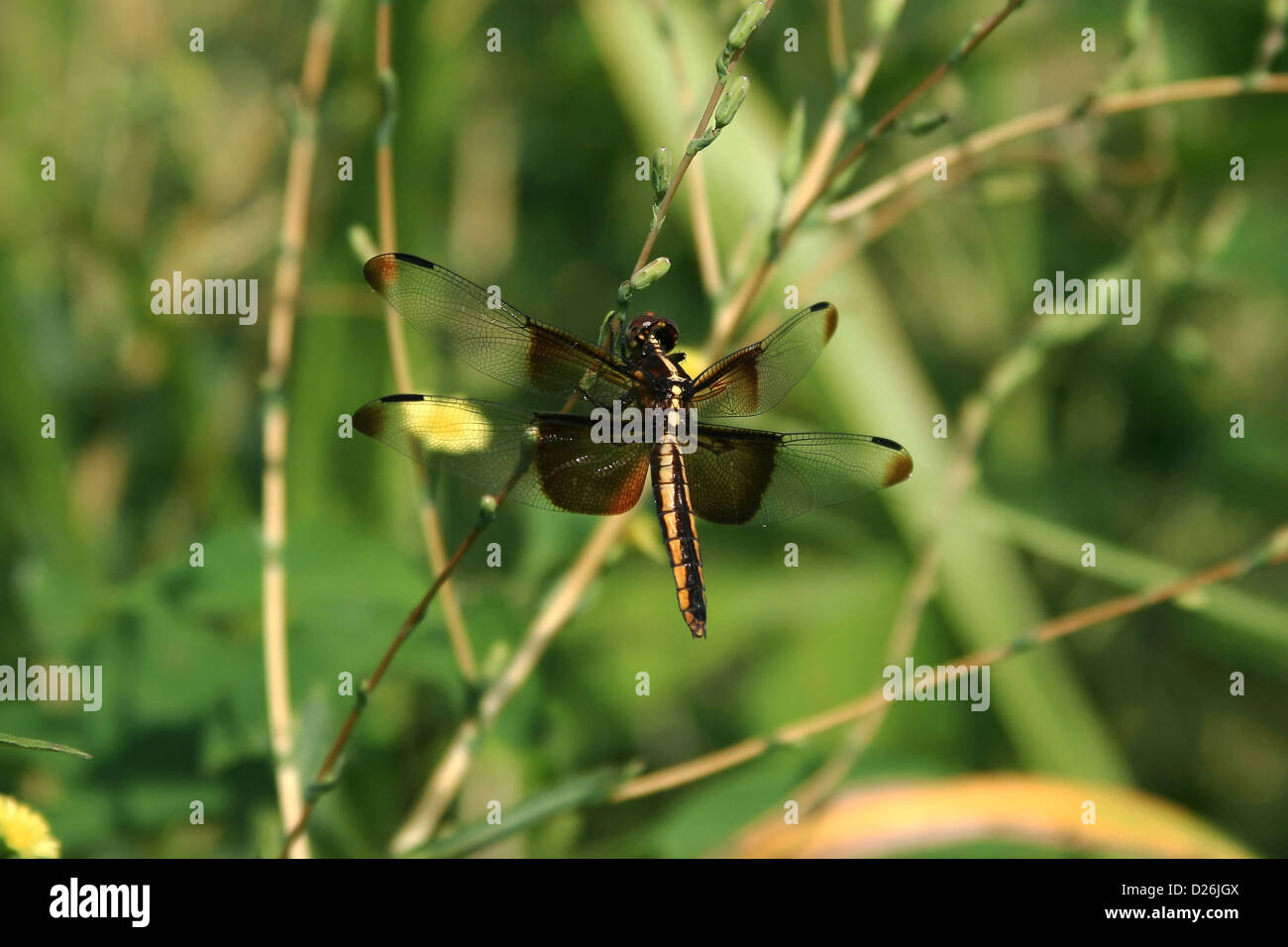Dragonfly perched on plant stem Stock Photo - Alamy