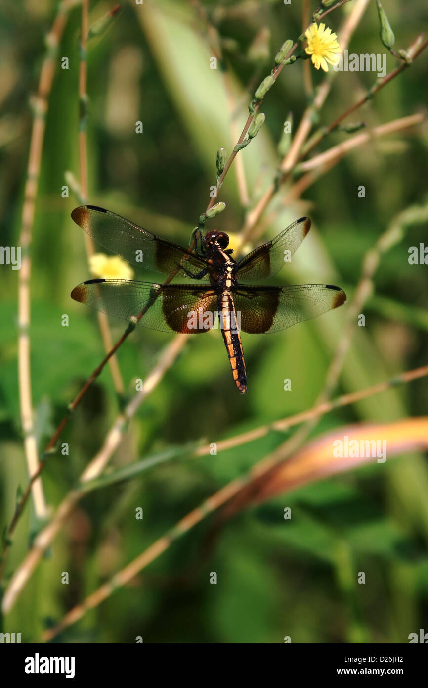 Perched on flower hi-res stock photography and images - Alamy