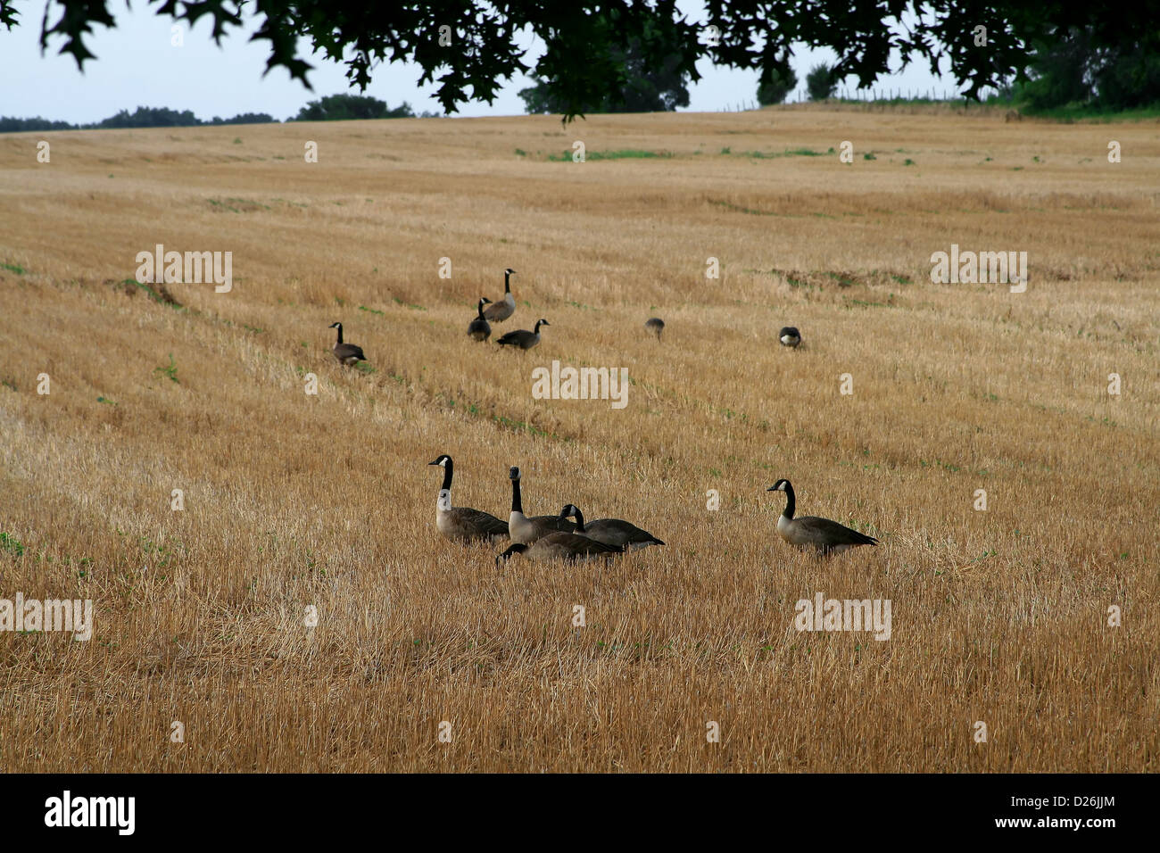 Geese feeding in wheat field stubbl Stock Photo - Alamy