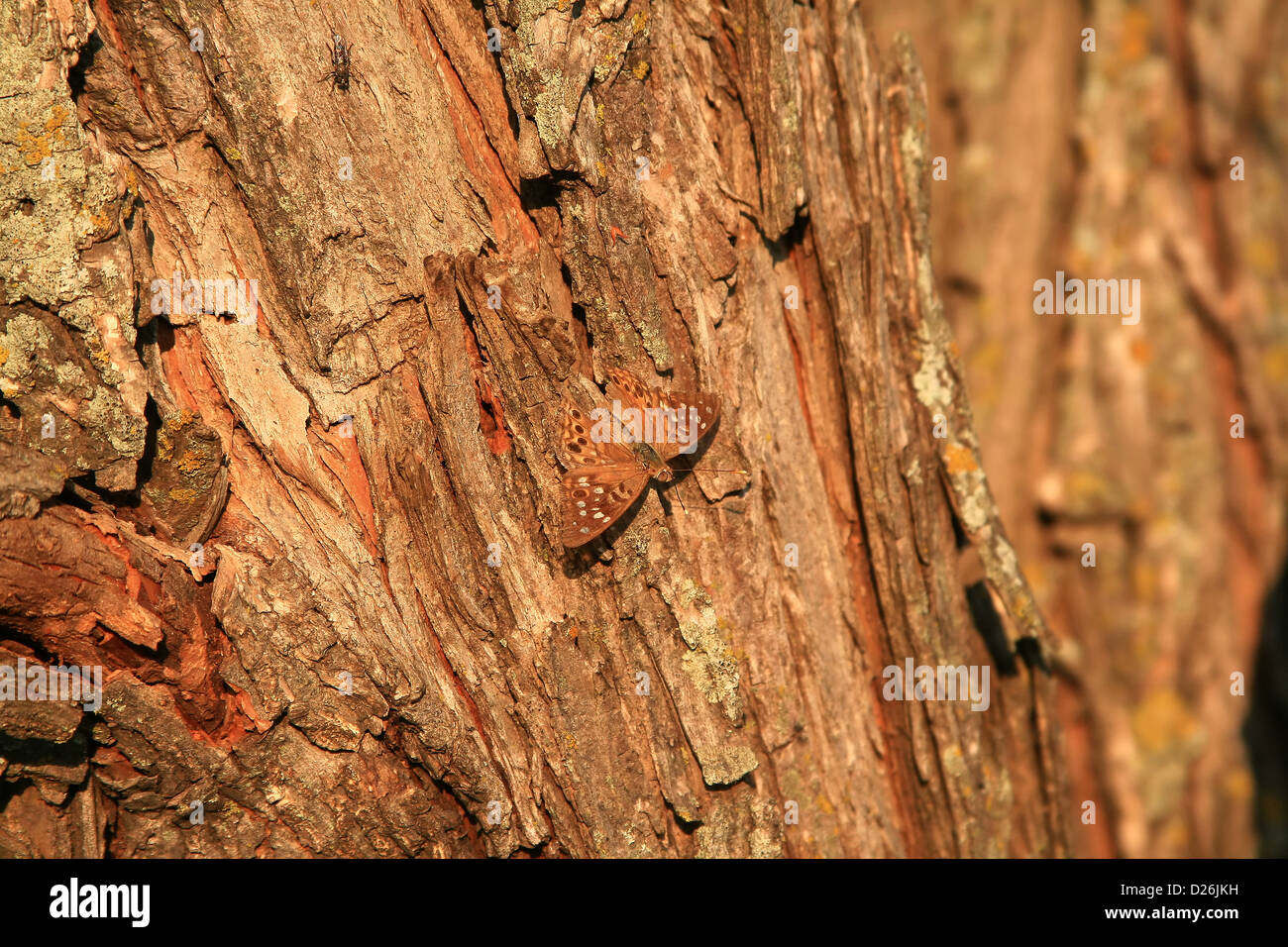 Camouflage butterfly hi-res stock photography and images - Alamy