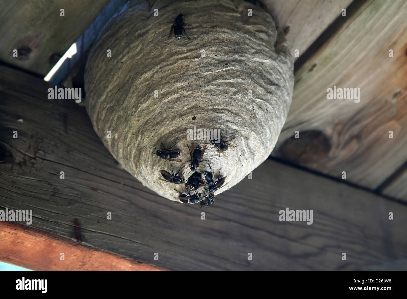 Wasps swarming at nest entry hi-res stock photography and images - Alamy