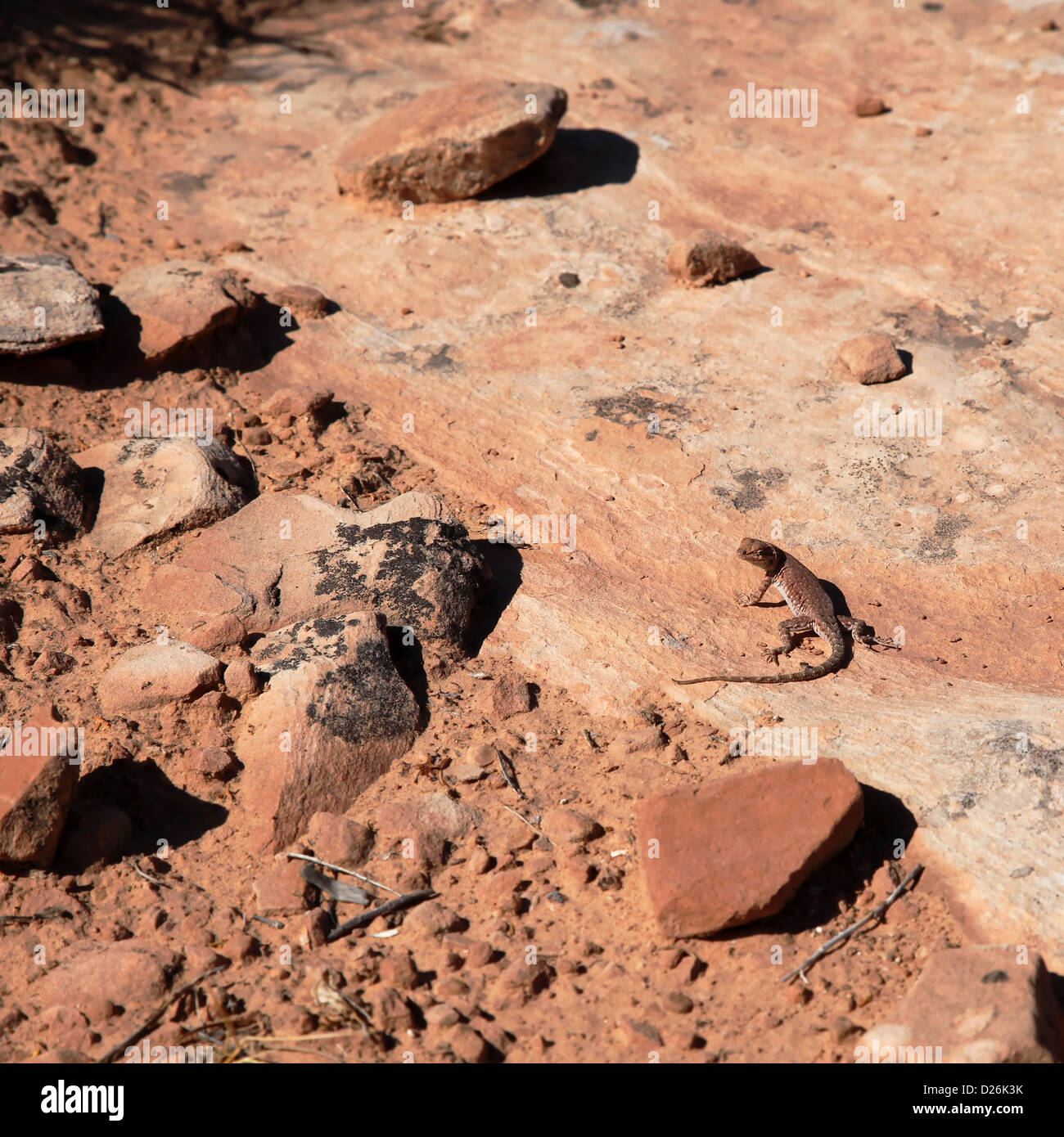 Desert lizard on rock ledge Stock Photo - Alamy
