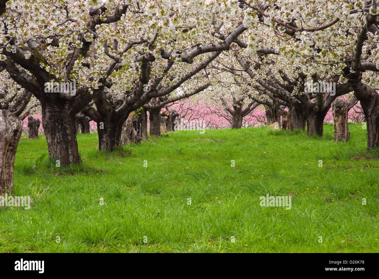 Fruit orchard hi-res stock photography and images - Alamy