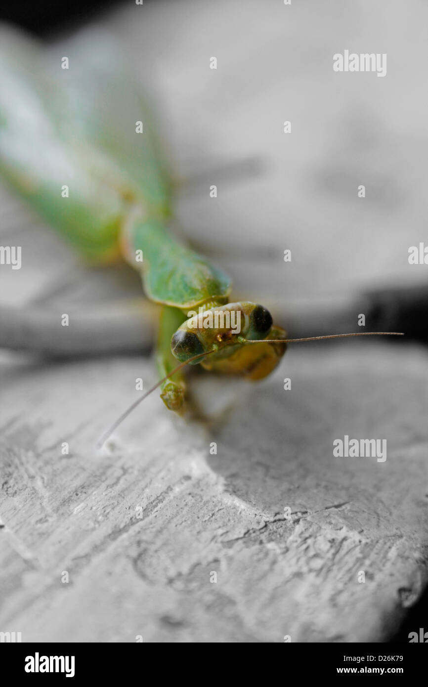 Orthodera Ministralis, Garden Mantis, Australian Green Mantis Stock ...