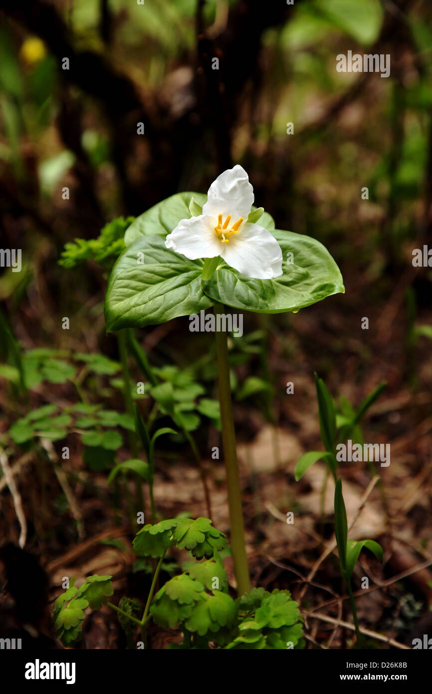 Forest flower hi-res stock photography and images - Alamy