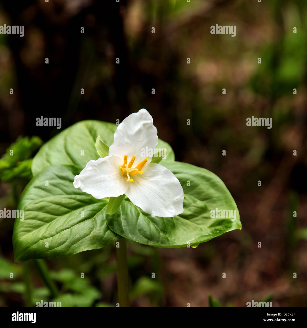 Trillium blooming on forest floor Stock Photo - Alamy