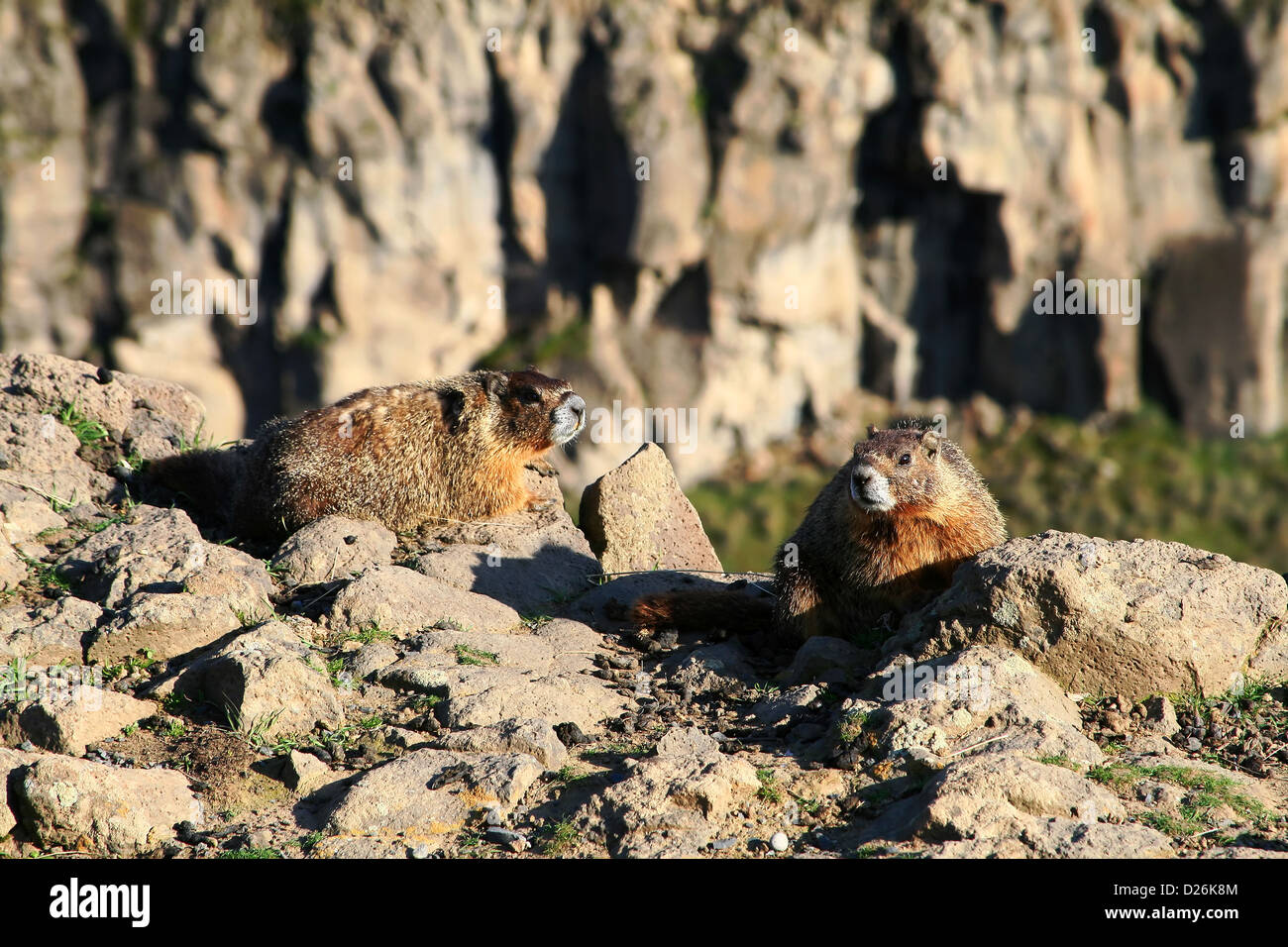Two marmots on cliff edge Stock Photo - Alamy