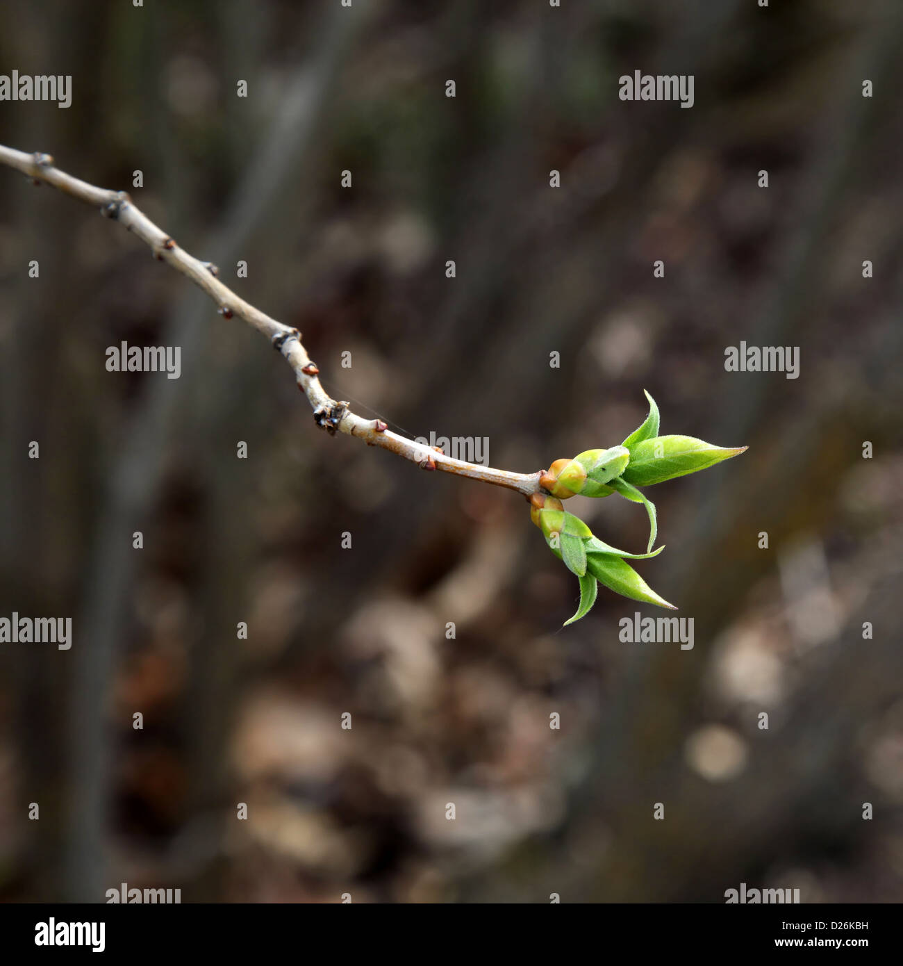 Young lilac leaves hi-res stock photography and images - Alamy