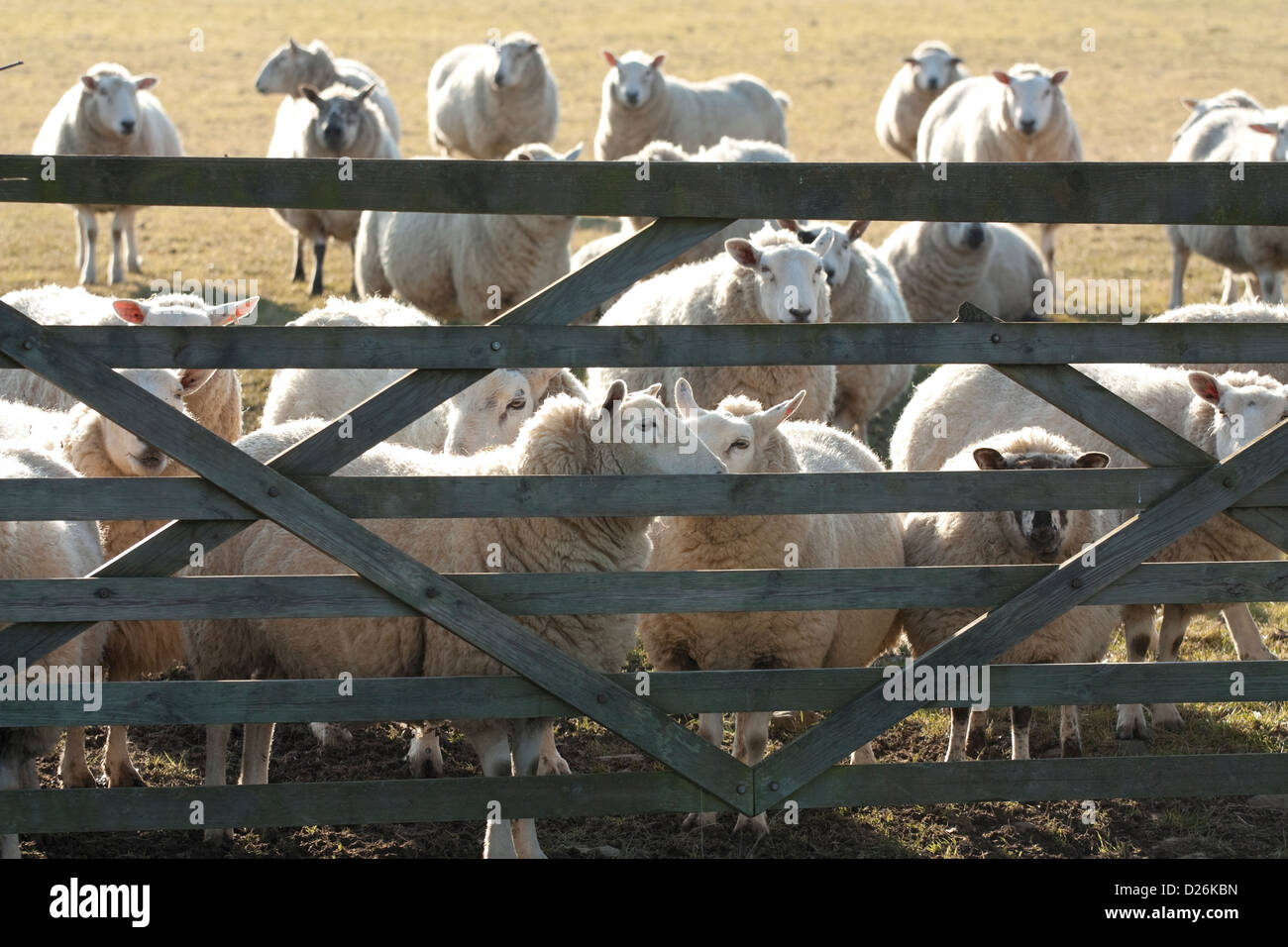 Flock of sheep in rural field Stock Photo - Alamy