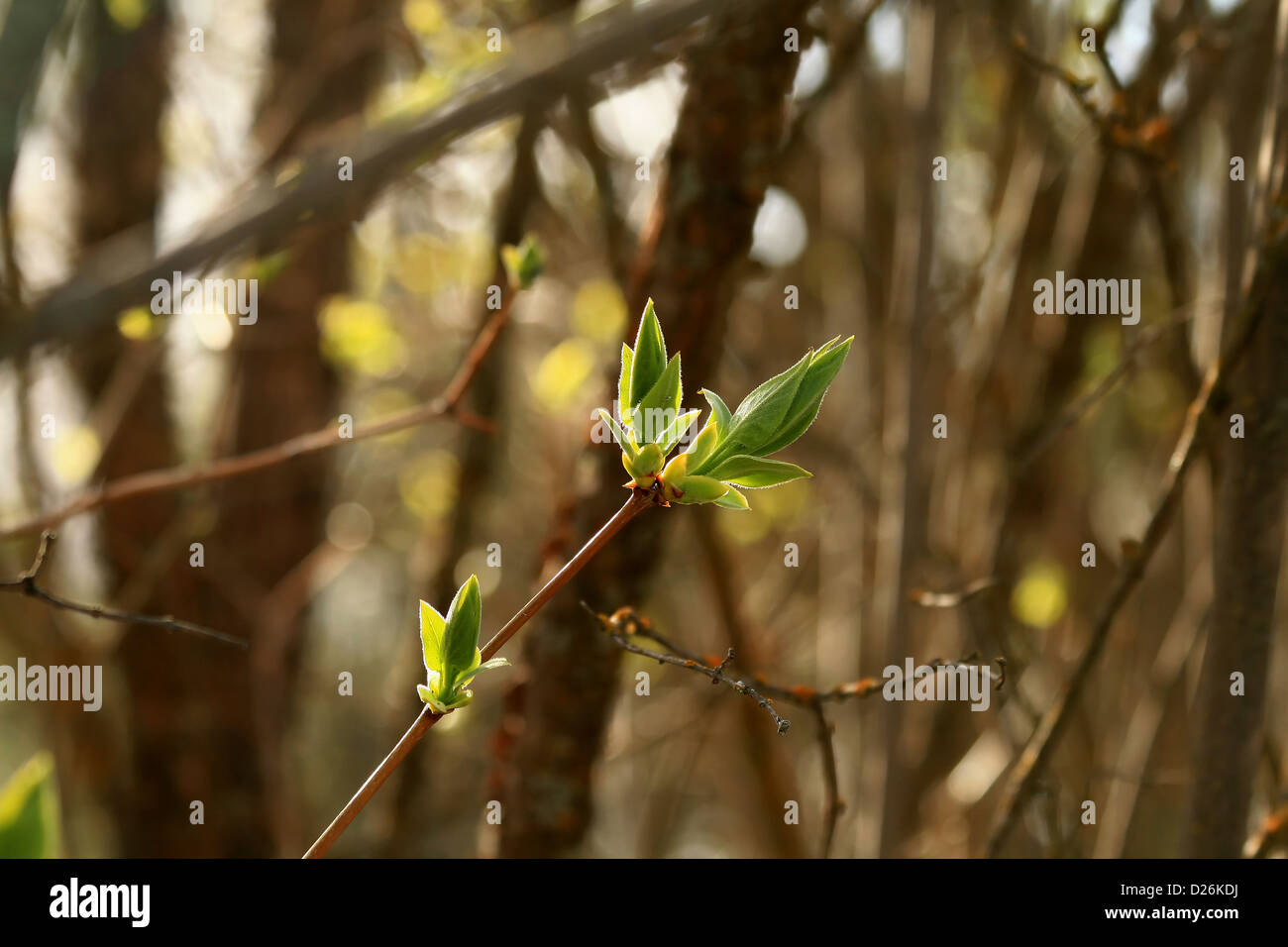 Sunlit lilac leaf buds Stock Photo - Alamy