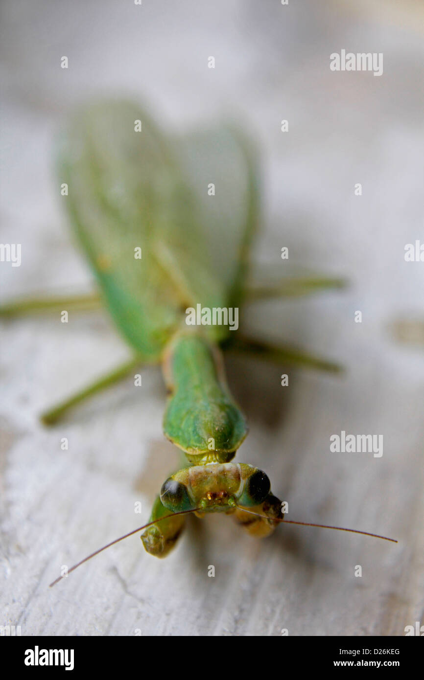 Australian praying mantis hi-res stock photography and images - Alamy