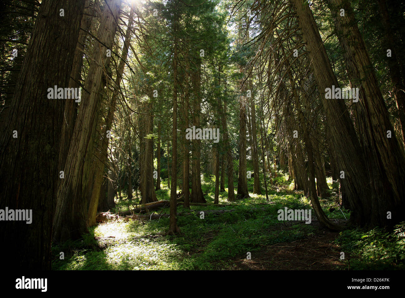 Ancient cedar grove in forest Stock Photo - Alamy