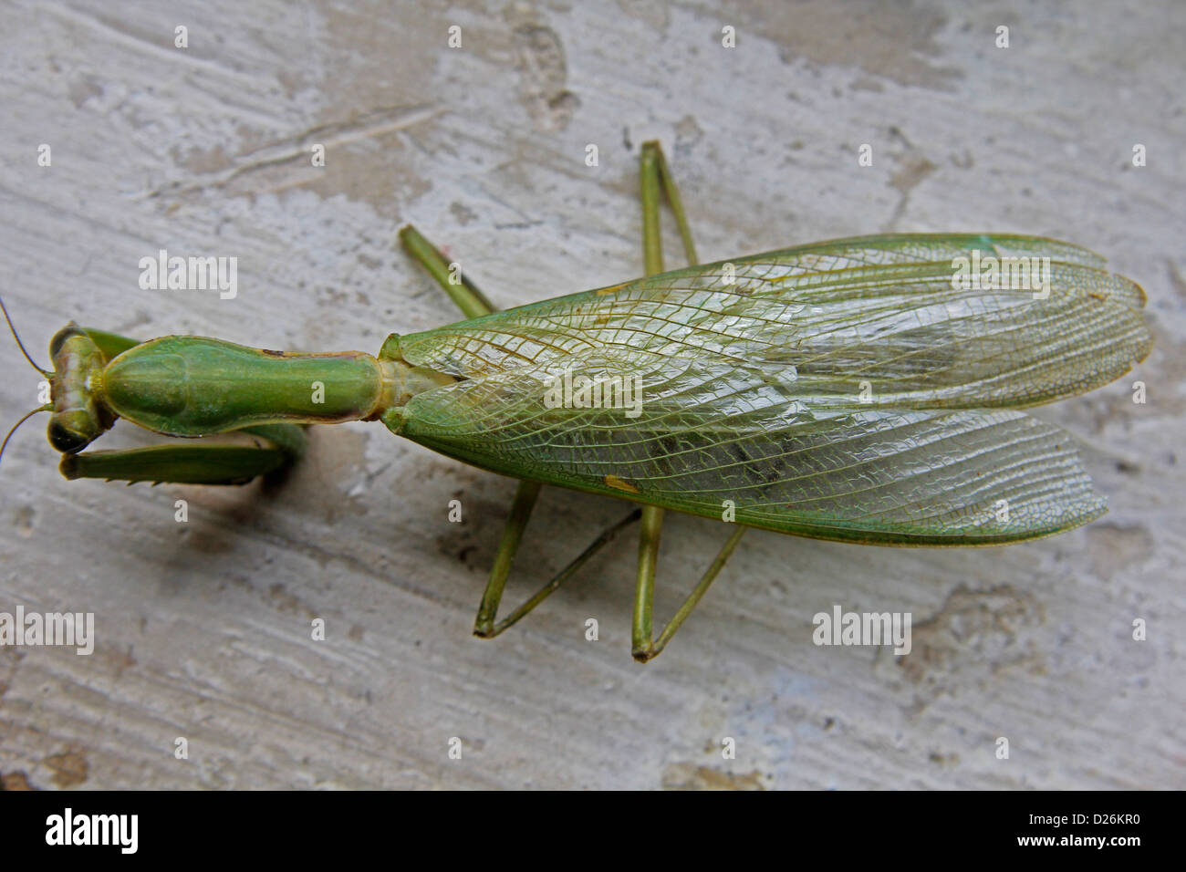 Orthodera Ministralis, Garden Mantis, Australian Green Mantis Stock ...