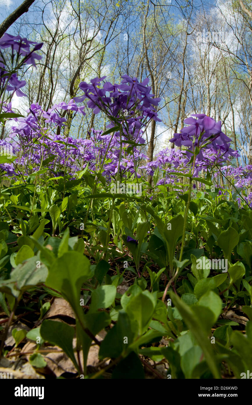 Spring Wildflowers, Great Smoky Mtn Stock Photo - Alamy