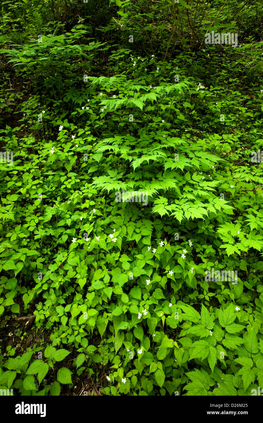 Spring, Motor Nature Trail Stock Photo - Alamy