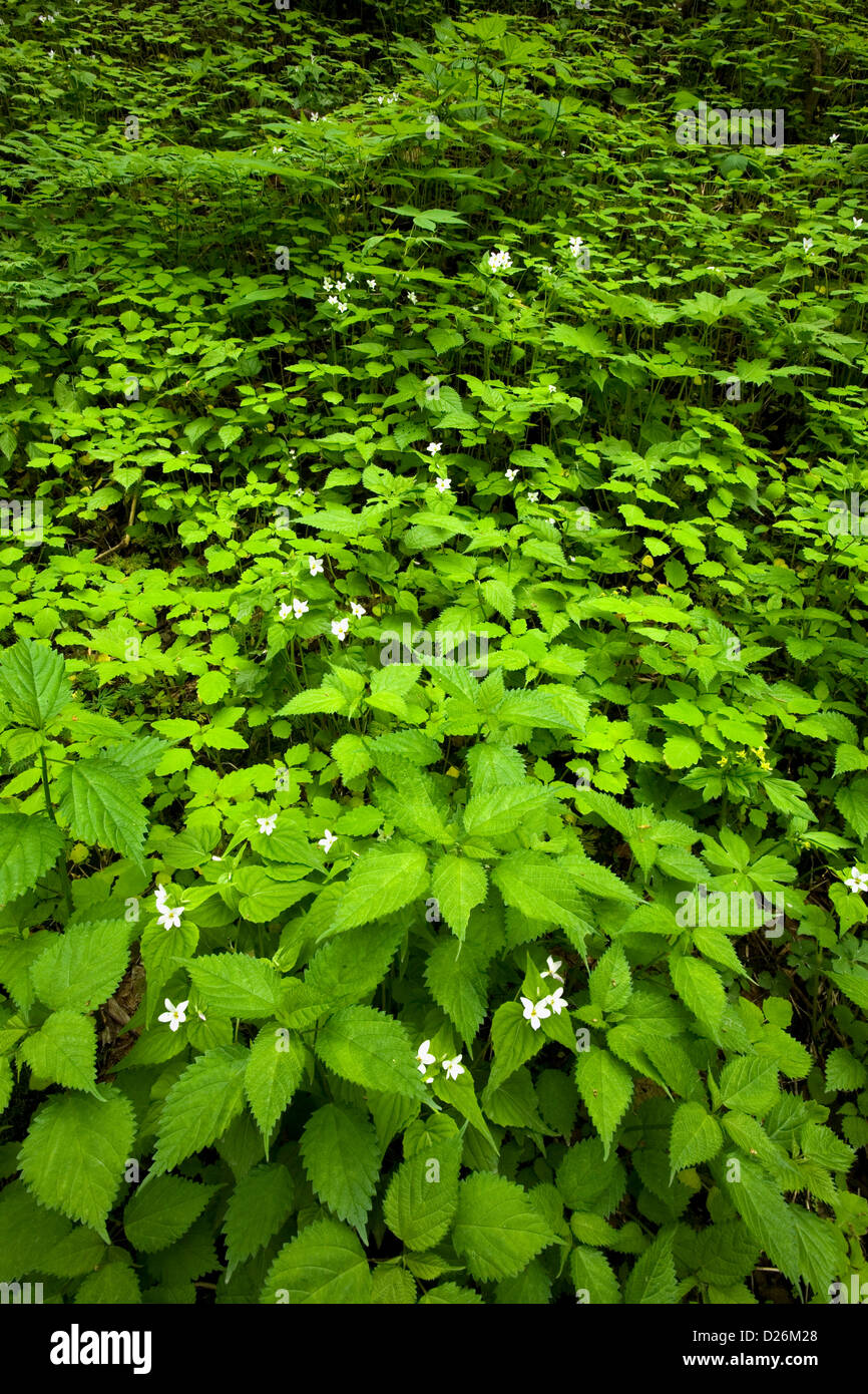 Spring, Motor Nature Trail Stock Photo - Alamy