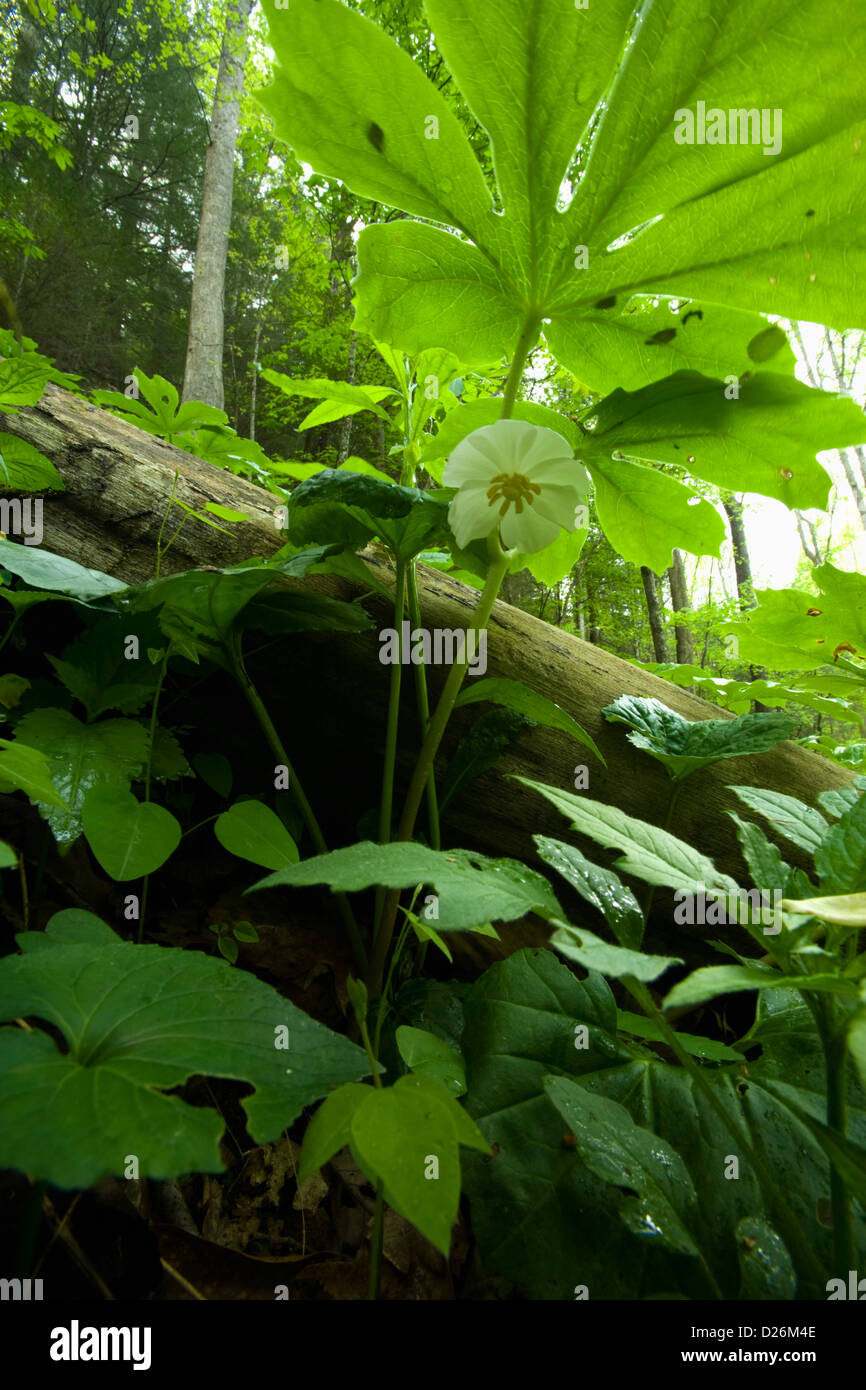 Mayapple bloom hi-res stock photography and images - Alamy