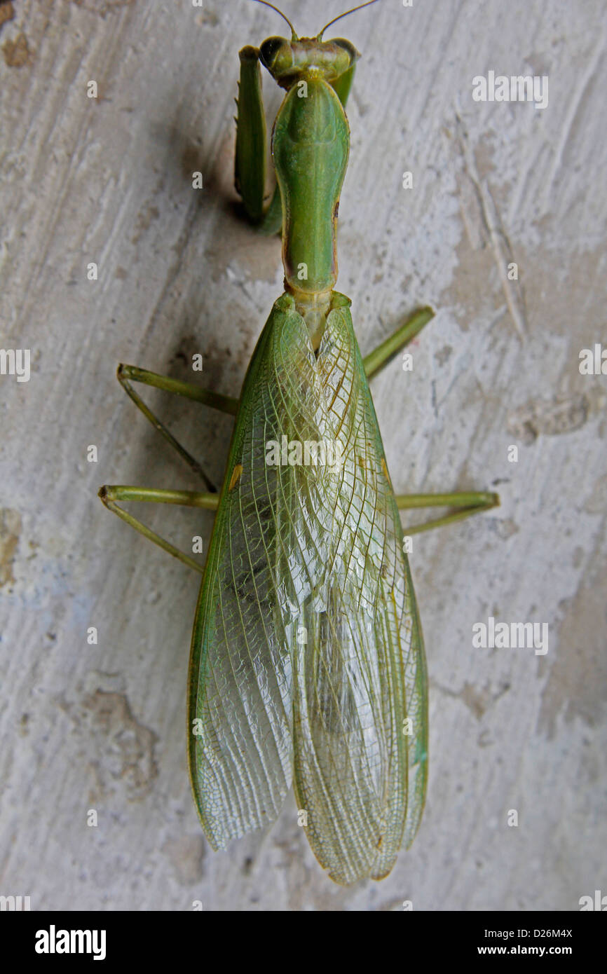 Australian praying mantis hi-res stock photography and images - Alamy