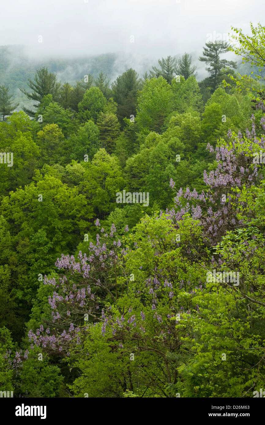 Princess Carolina High Resolution Stock Photography and Images - Alamy