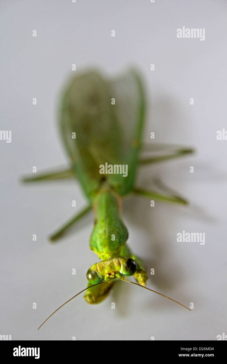 Orthodera Ministralis, Garden Mantis, Australian Green Mantis Stock ...